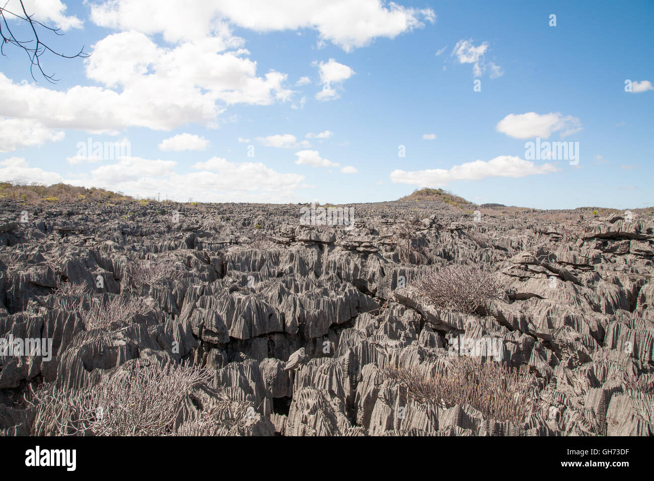 Tsingy Rock in Ankarana National Park, Madagaacsar Stock Photo - Alamy