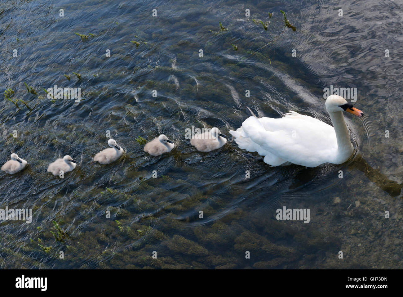 Swan life cycle hi-res stock photography and images - Alamy