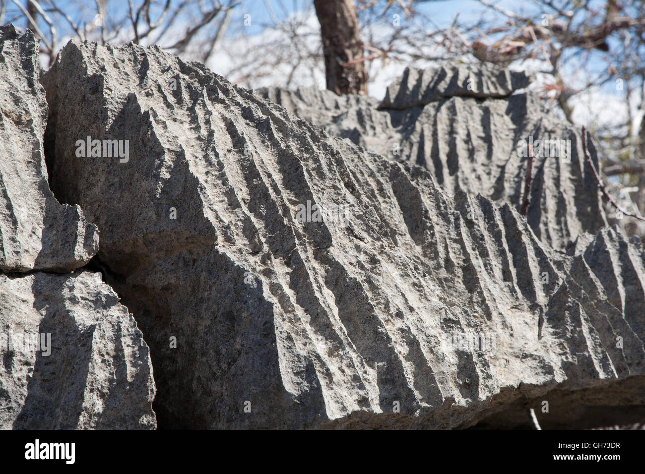 Tsingy Rock in Ankarana National Park, Madagaacsar Stock Photo - Alamy