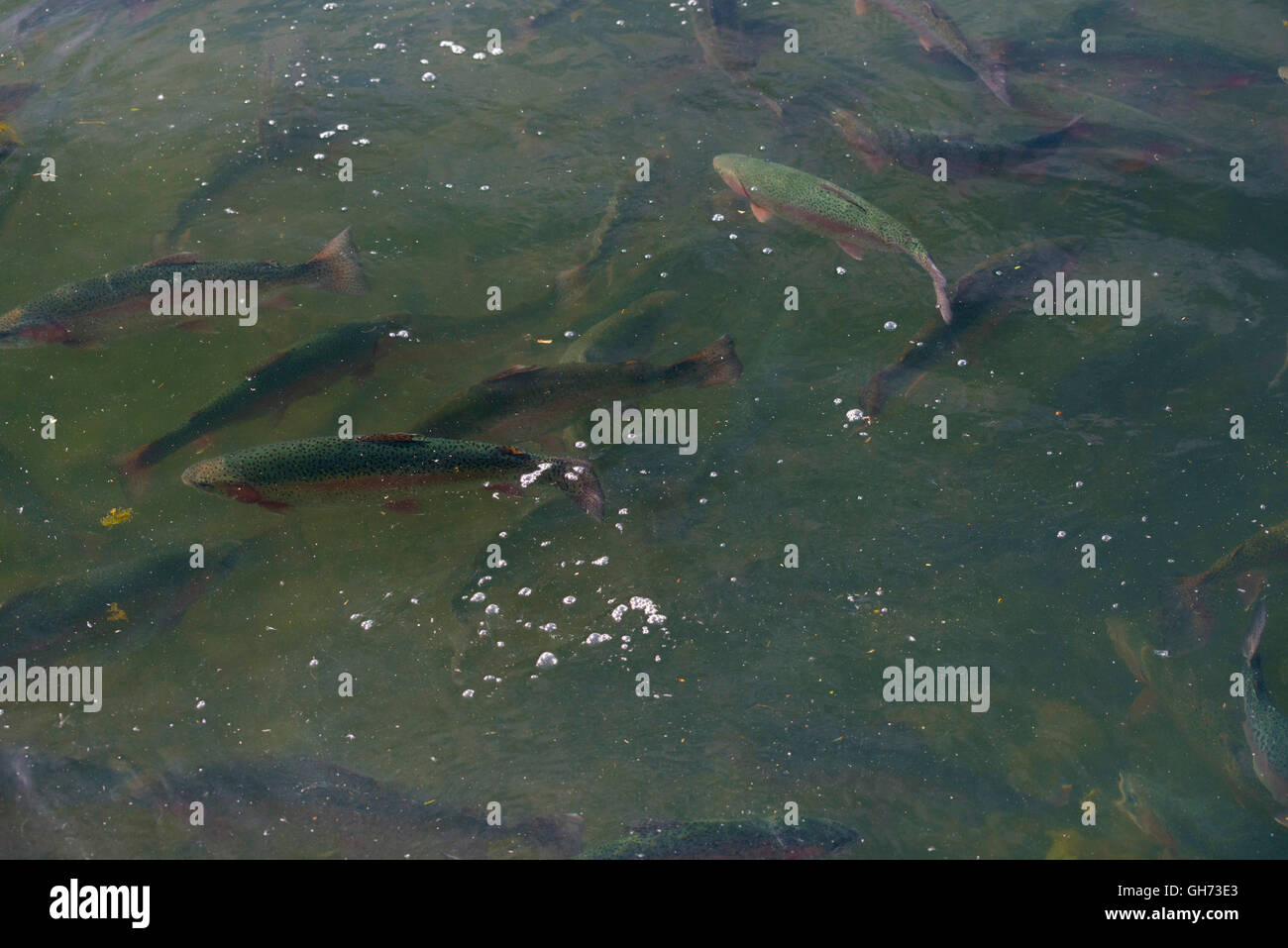 Beautiful salmon fish hi-res stock photography and images - Alamy