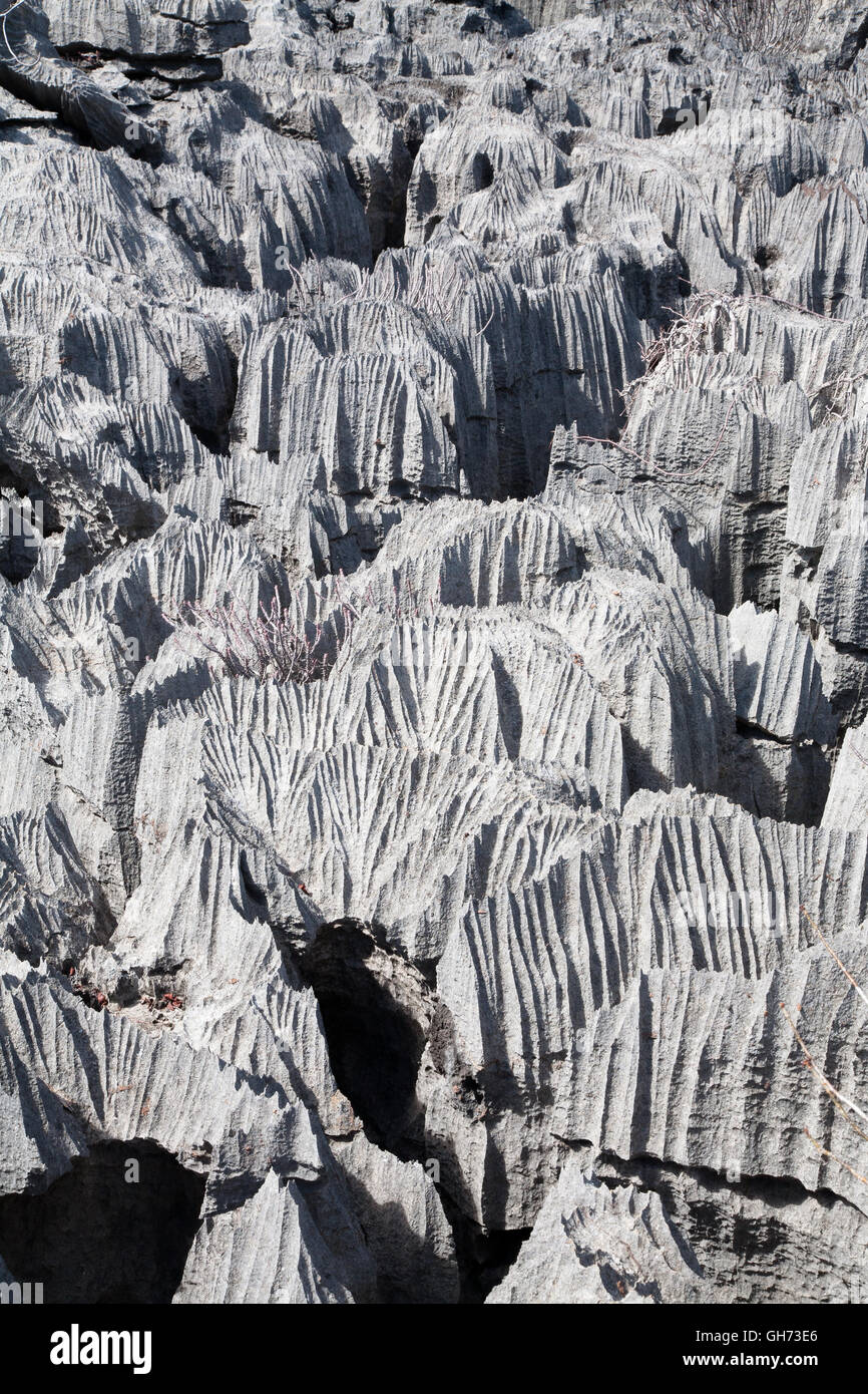 Tsingy Rock in Ankarana National Park, Madagaacsar Stock Photo - Alamy