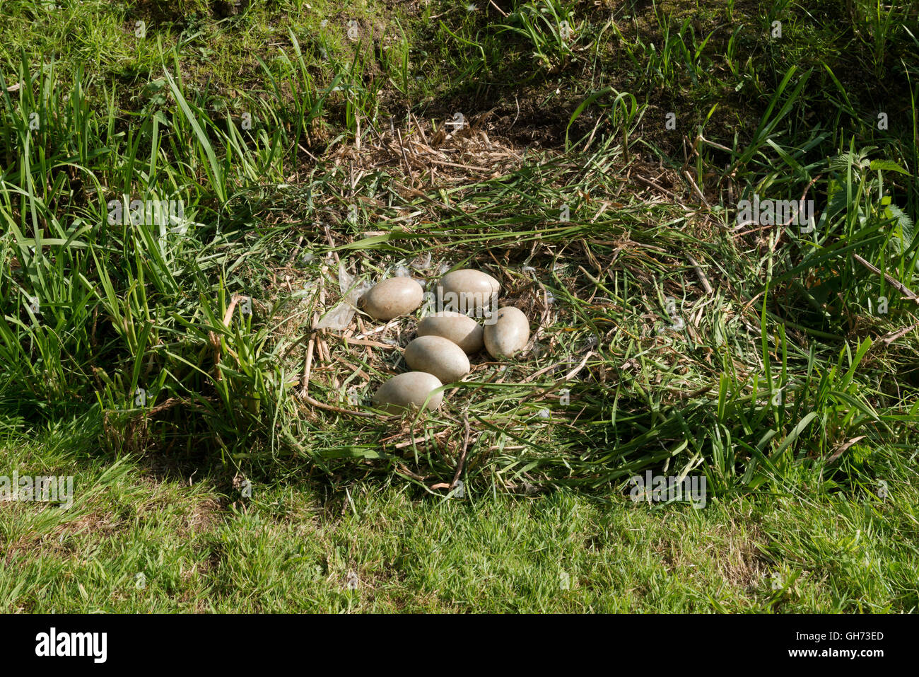 6 eggs in ground nest in sunshine Stock Photo - Alamy