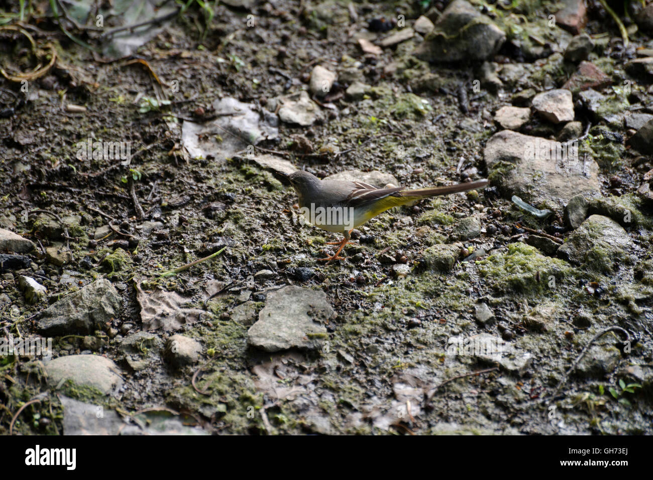 Life Cycle Of Bird High Resolution Stock Photography and Images - Alamy