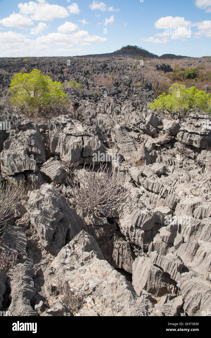 Tsingy Rock in Ankarana National Park, Madagaacsar Stock Photo - Alamy