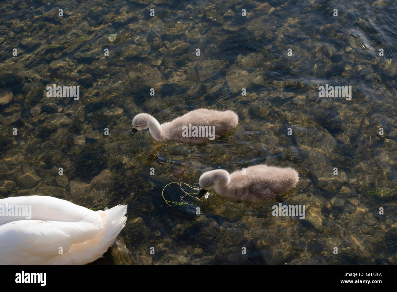 Cygnets swimming in crystal clear water Stock Photo - Alamy
