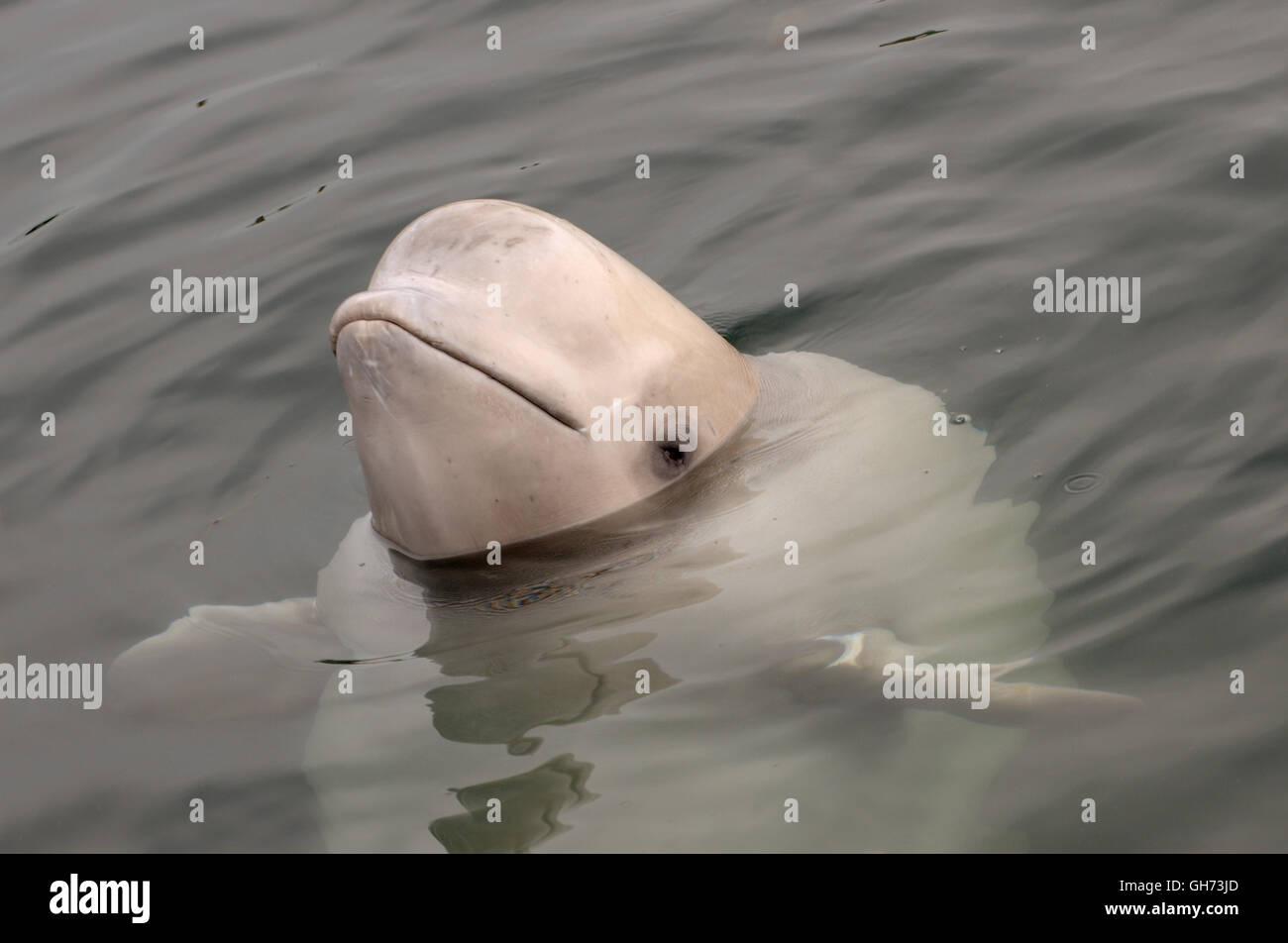 Whale babies hi-res stock photography and images - Alamy