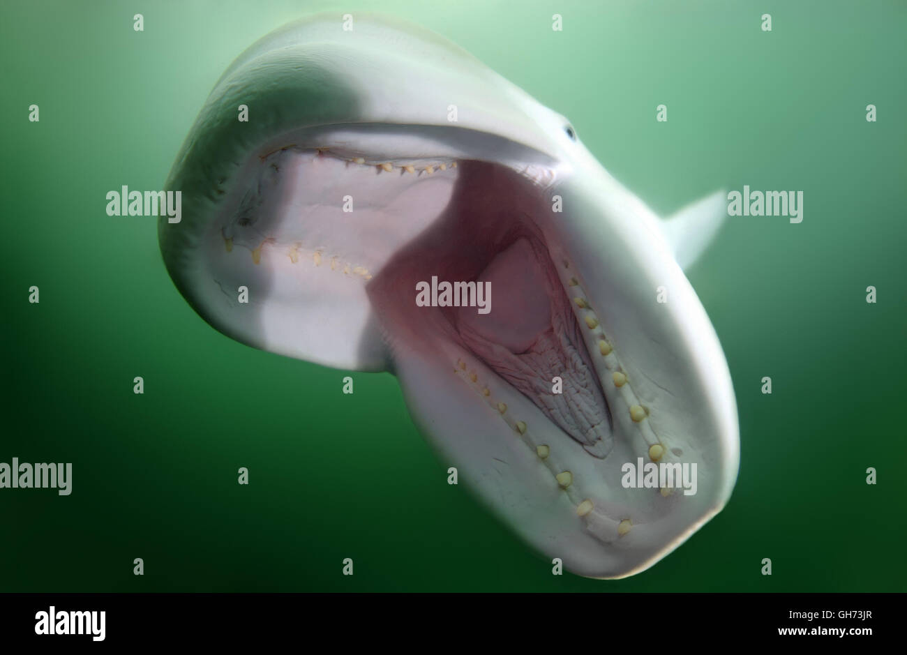 Underwater portrait of Beluga with an open mouth. Beluga whale ...