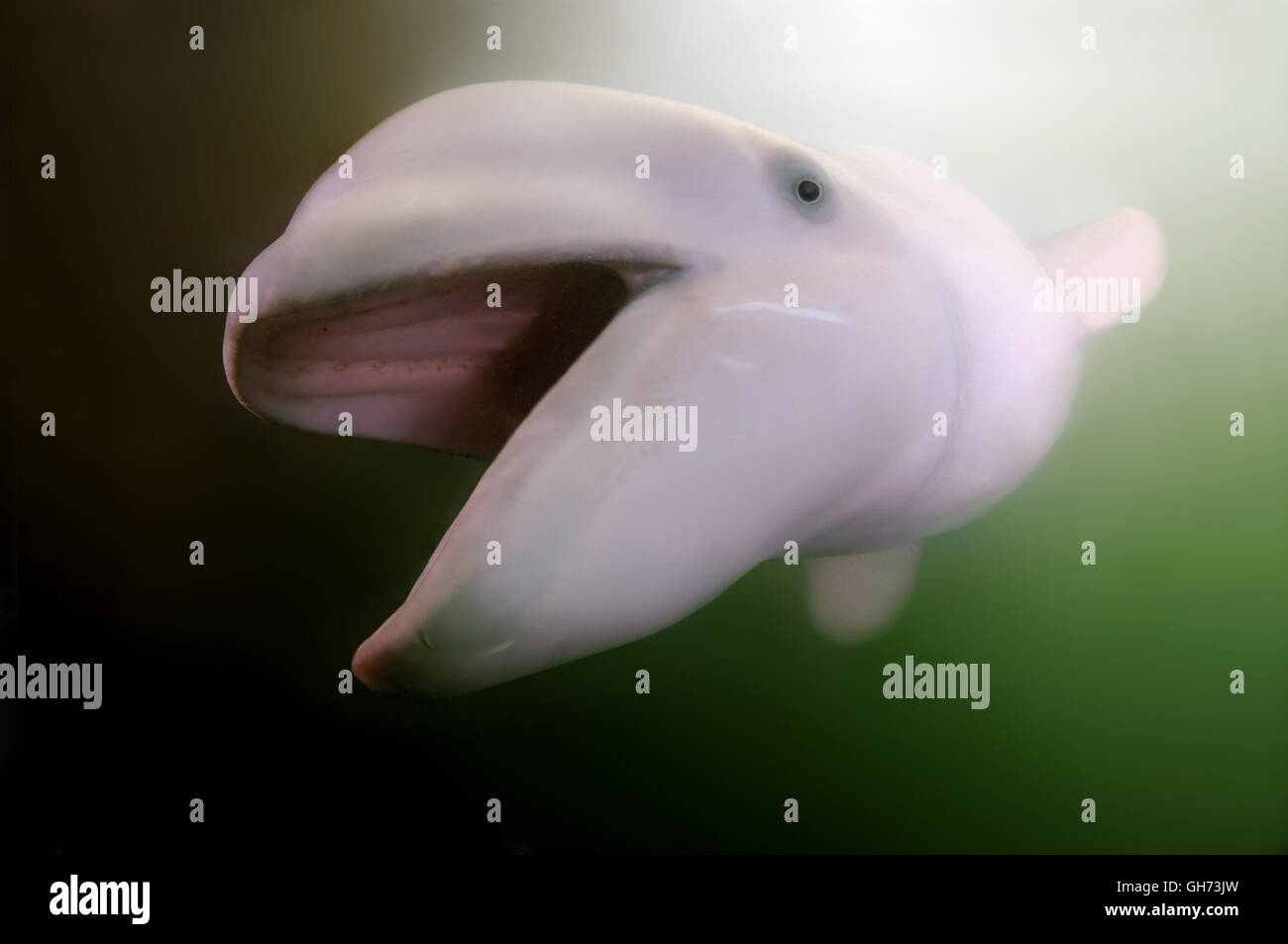 Underwater portrait of Beluga with an open mouth. Beluga whale ...