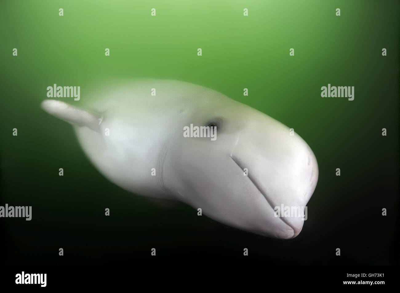 Delphinapterus leucas baby hi-res stock photography and images - Alamy