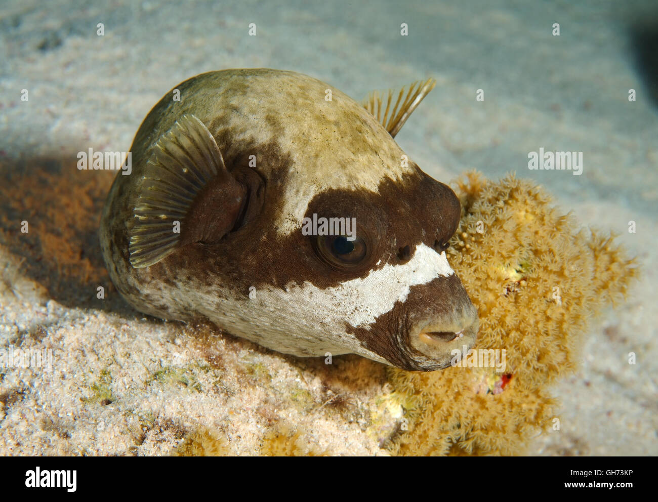 Puffer fish sleeping coral hi-res stock photography and images - Alamy