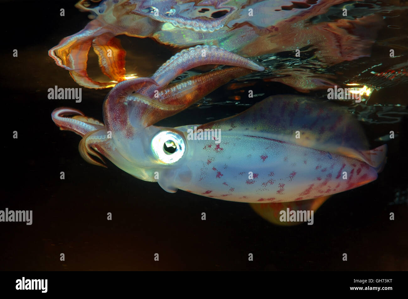 Bigfin reef squid, Inshore Squid or Oval squid (Sepioteuthis lessoniana ...