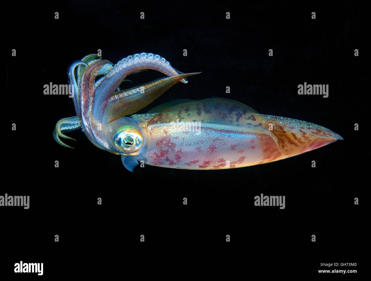 Bigfin reef squid, Inshore Squid or Oval squid (Sepioteuthis lessoniana ...