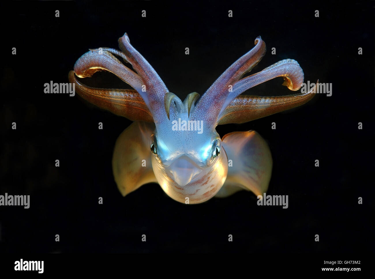 Bigfin reef squid, Inshore Squid or Oval squid (Sepioteuthis lessoniana ...
