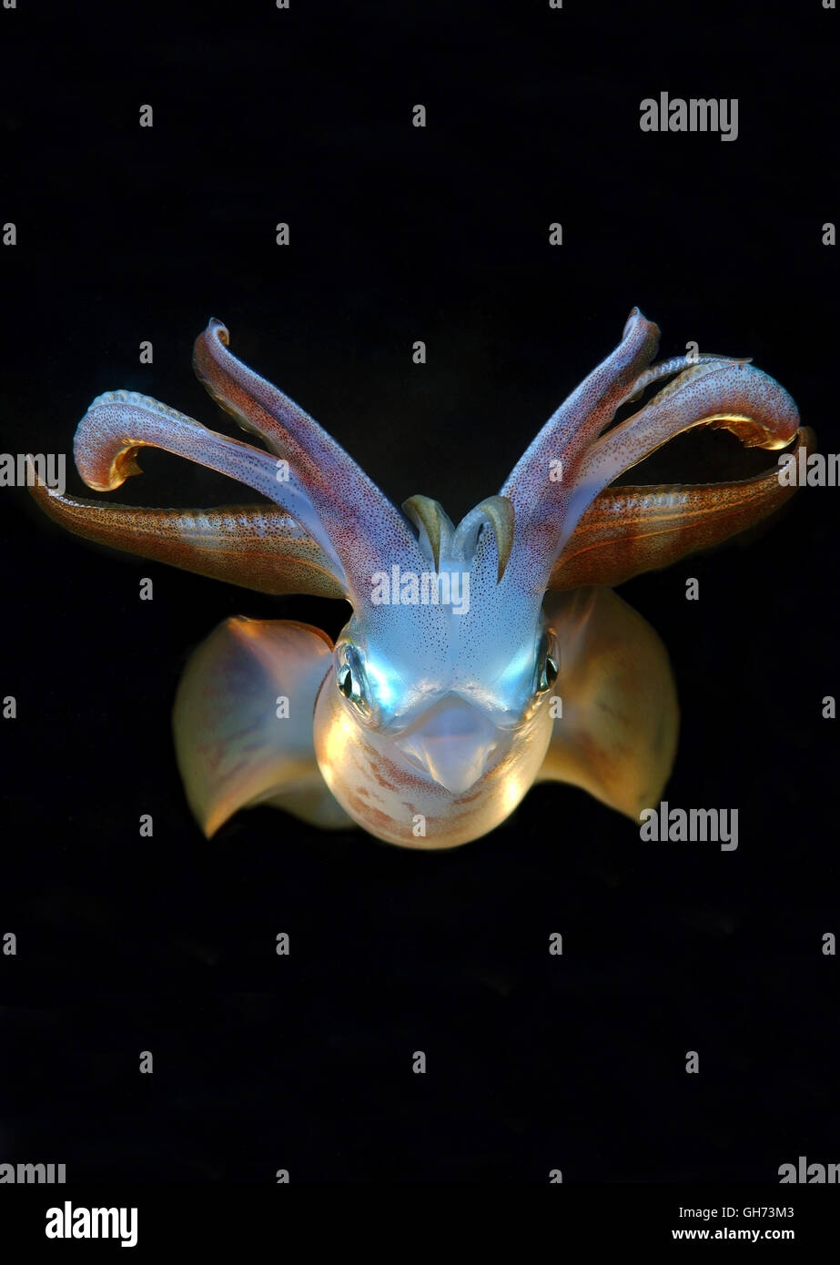 Bigfin reef squid, Inshore Squid or Oval squid (Sepioteuthis lessoniana ...