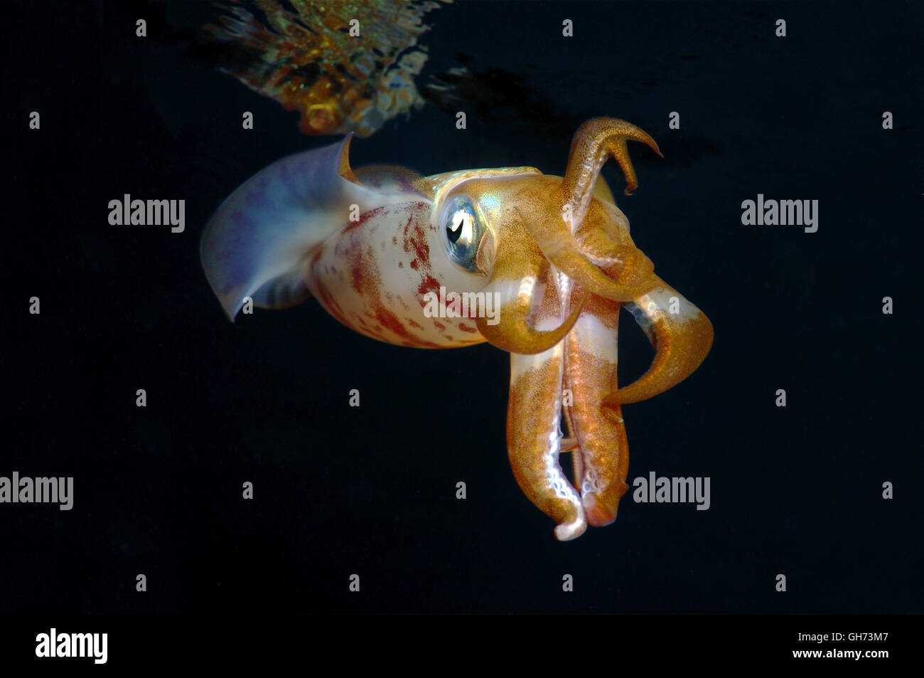 Inshore squid swim in the night. Bigfin reef squid, Inshore squid ...