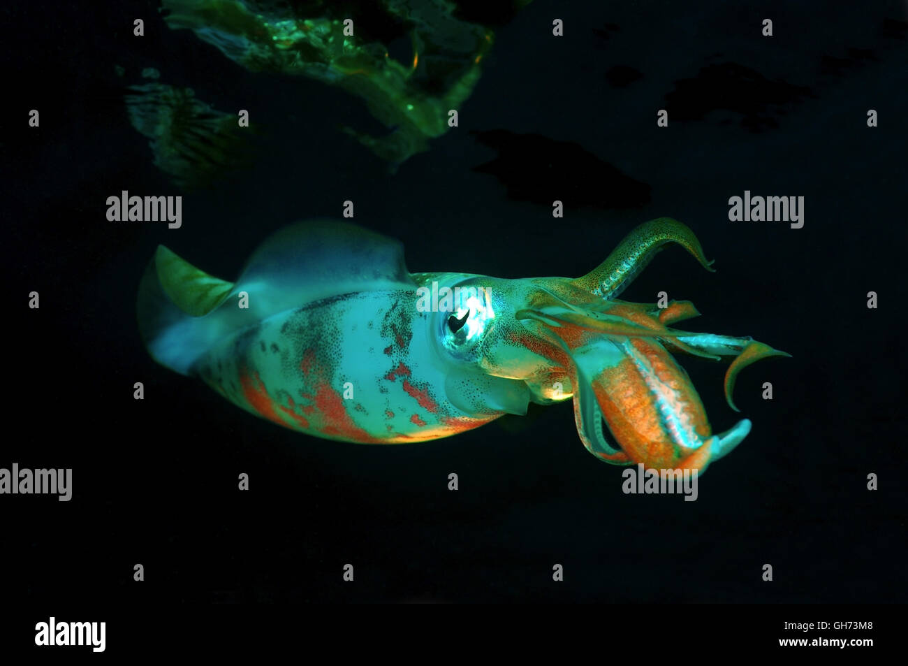 Bigfin reef squid, Inshore Squid or Oval squid (Sepioteuthis lessoniana ...