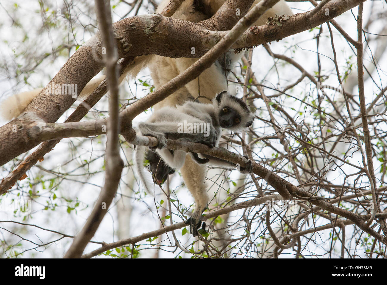 Verreauxs sifakas hi-res stock photography and images - Alamy