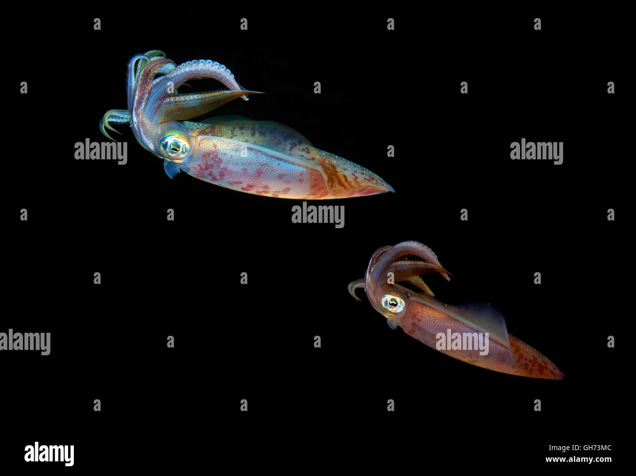 Two Bigfin reef squid, Inshore Squid or Oval squid (Sepioteuthis ...