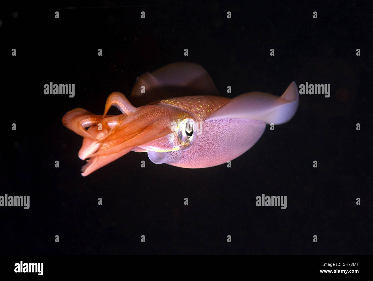 Bigfin reef squids hi-res stock photography and images - Alamy