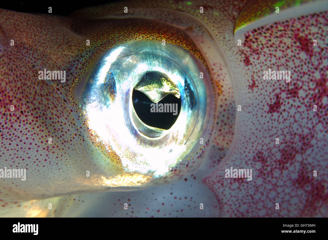 Bigfin reef squids hi-res stock photography and images - Alamy