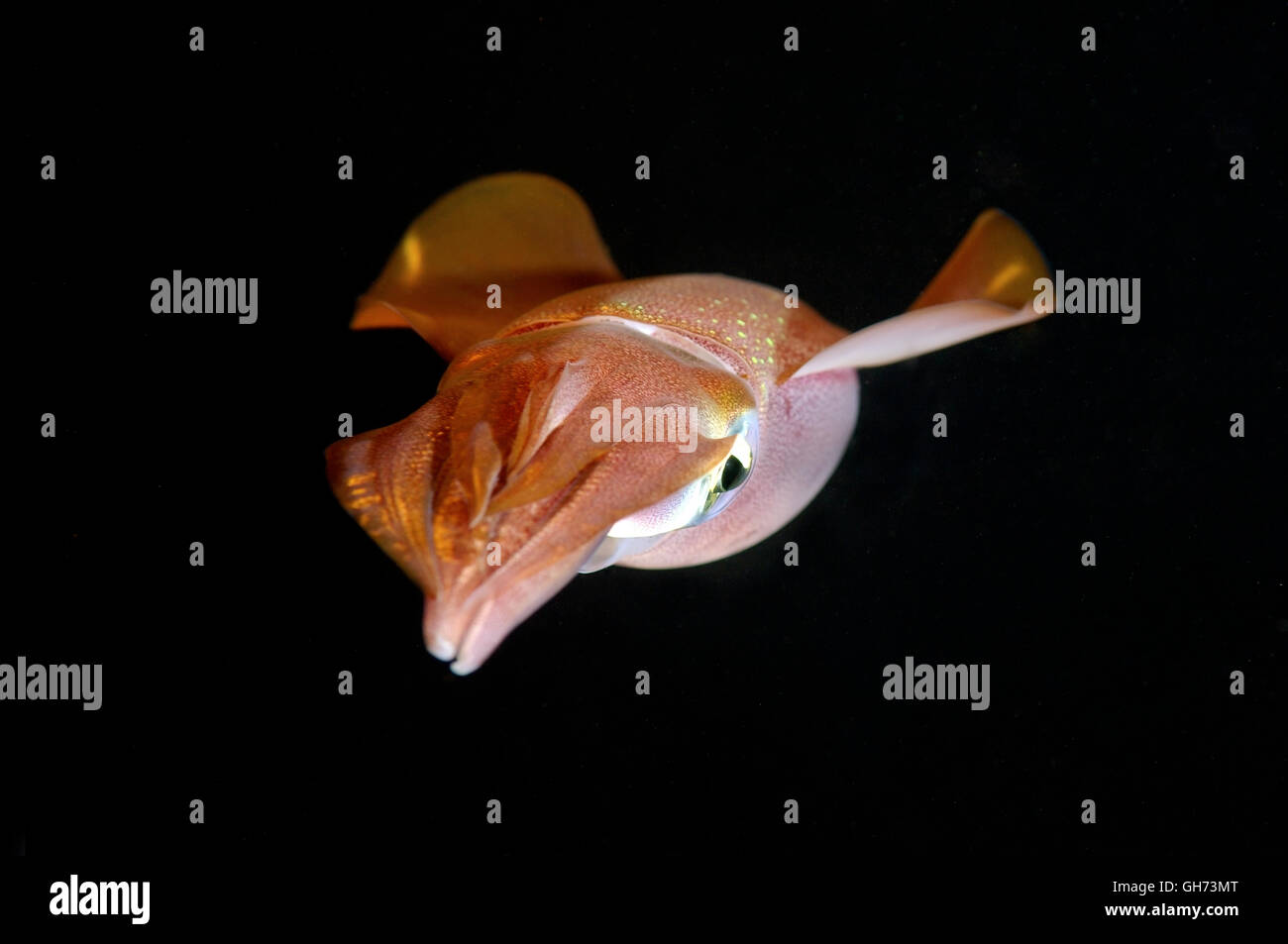 Inshore squid swim in the night. Bigfin reef squid, Inshore squid ...