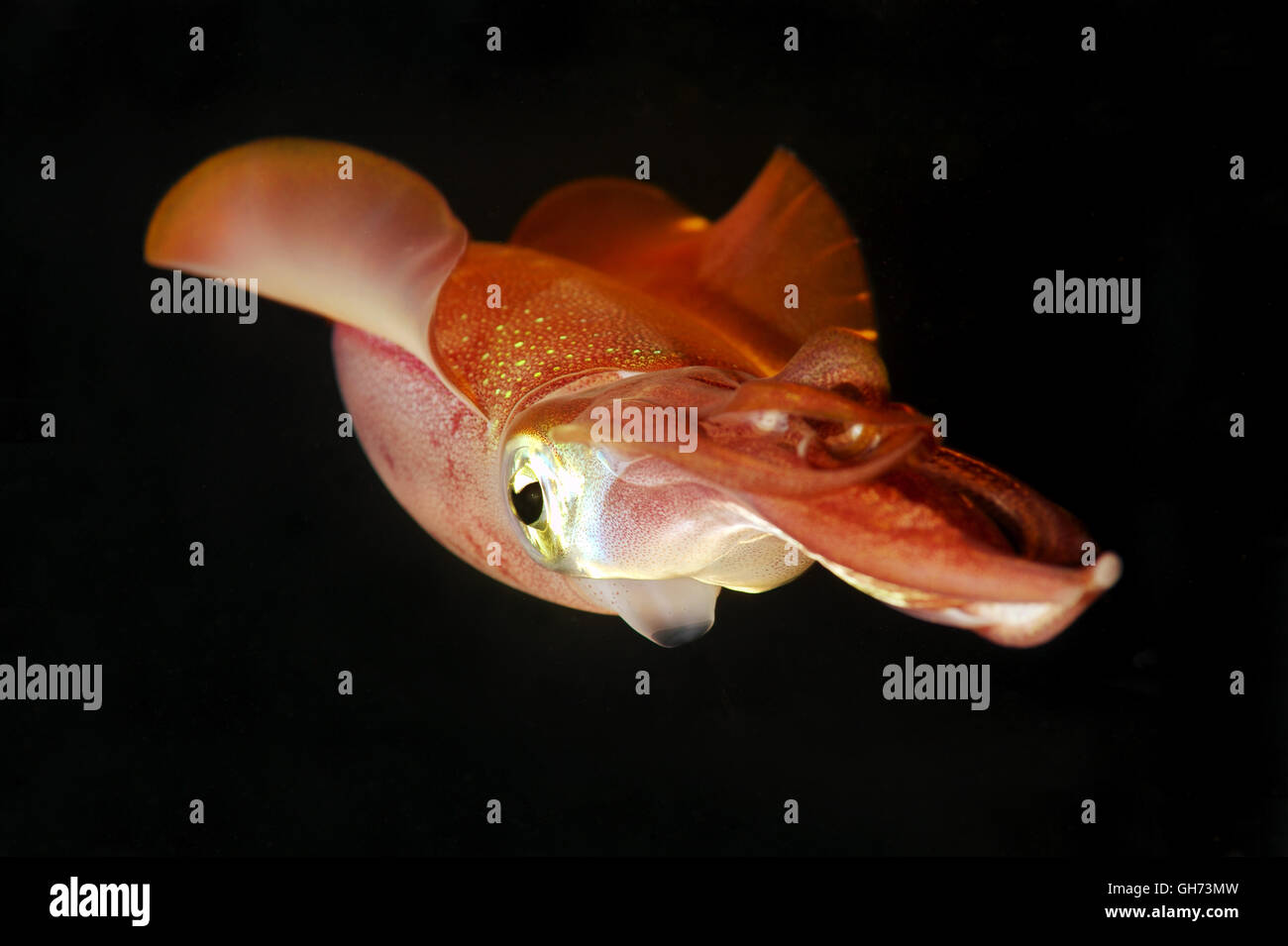 Bigfin reef squid, Inshore Squid or Oval squid (Sepioteuthis lessoniana ...