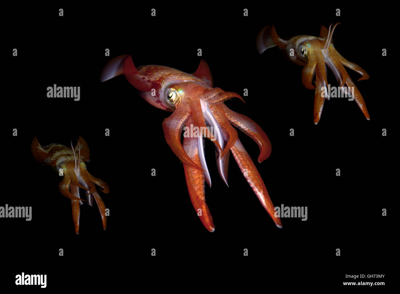 Oval squids hi-res stock photography and images - Alamy