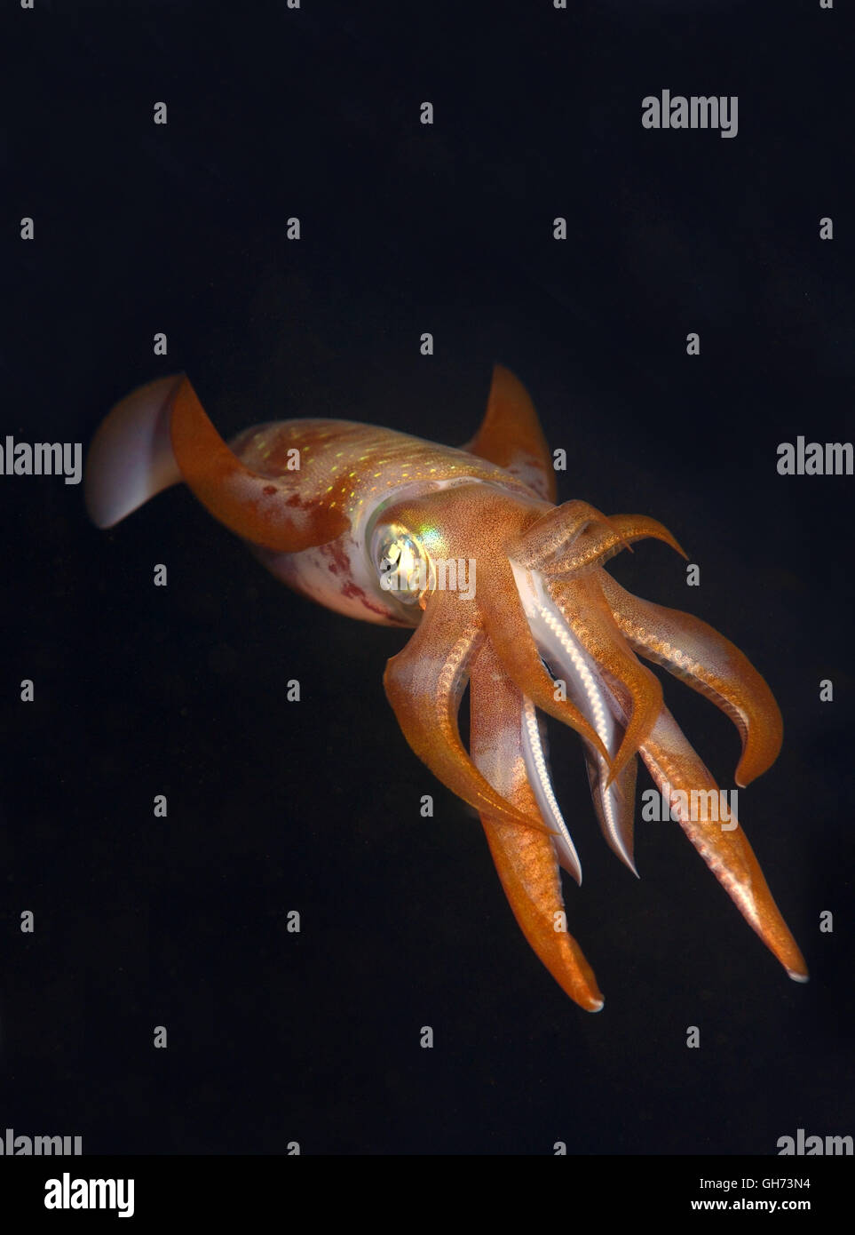 Bigfin reef squid, Inshore Squid or Oval squid (Sepioteuthis lessoniana ...