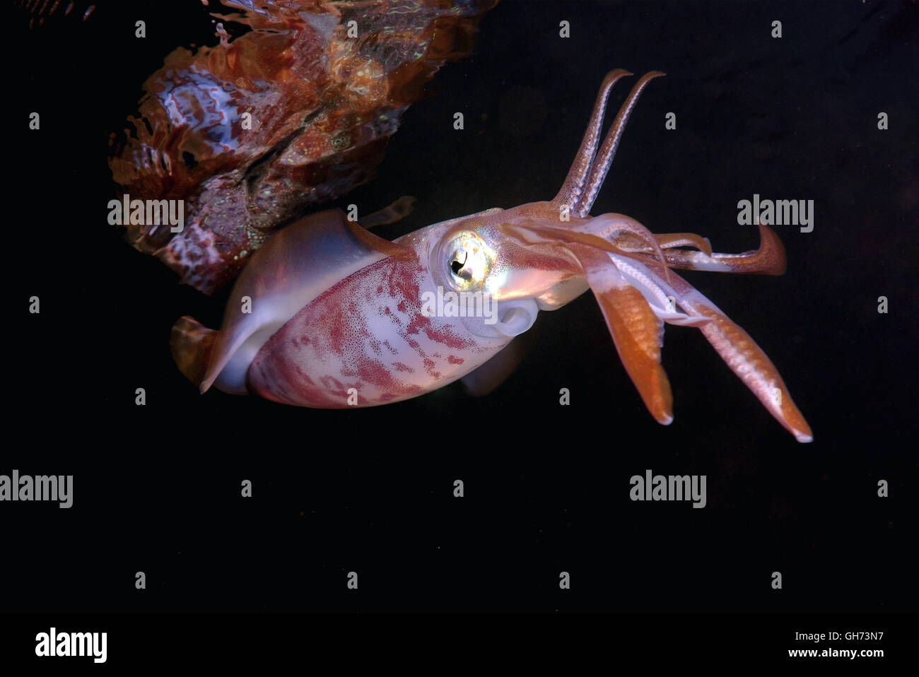 Bigfin reef squid, Inshore Squid or Oval squid (Sepioteuthis lessoniana ...