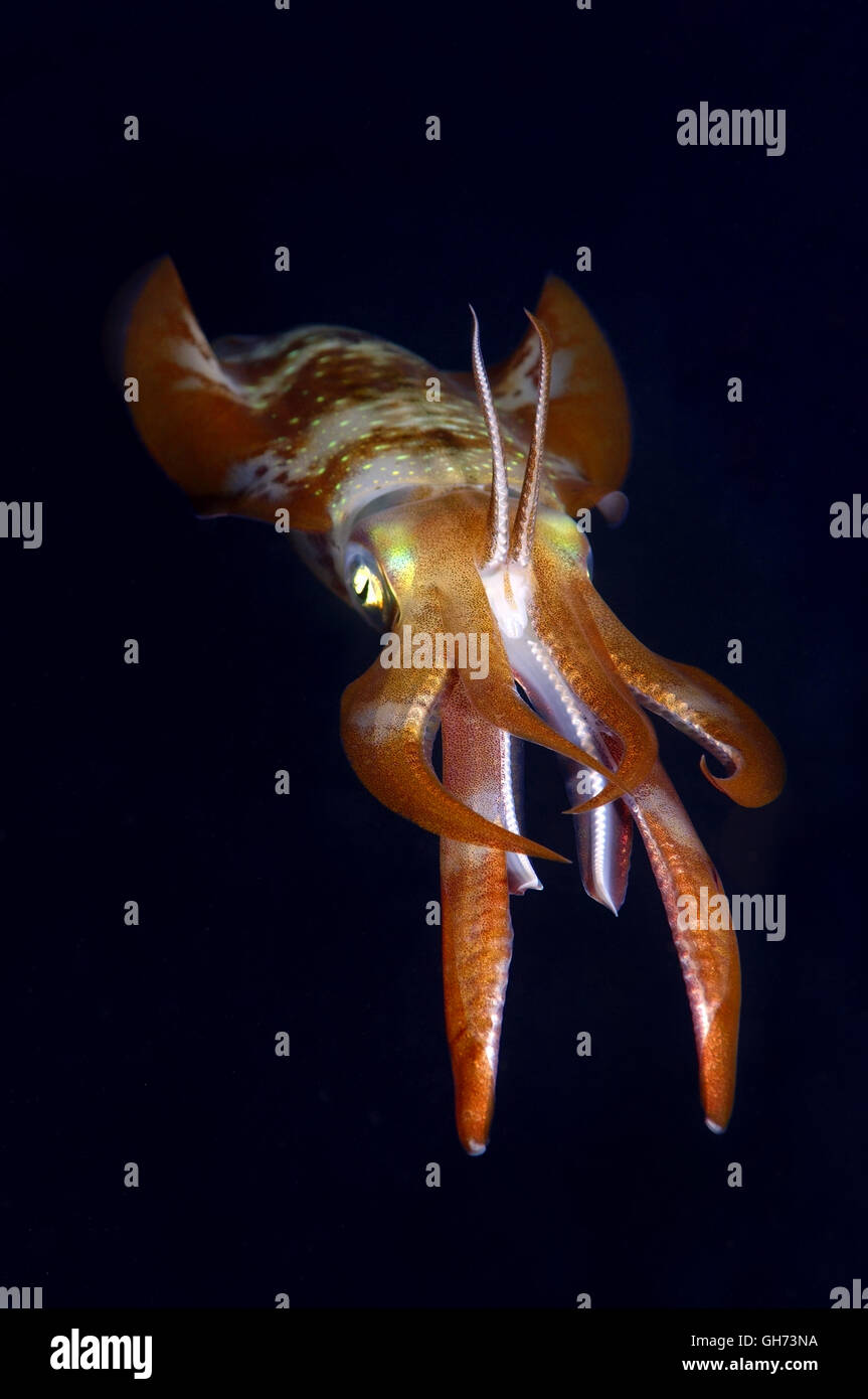 Bigfin reef squid, Inshore Squid or Oval squid (Sepioteuthis lessoniana ...