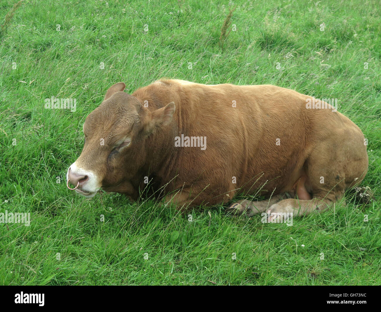 Bull lying in a field - County Clare - Ireland Stock Photo - Alamy