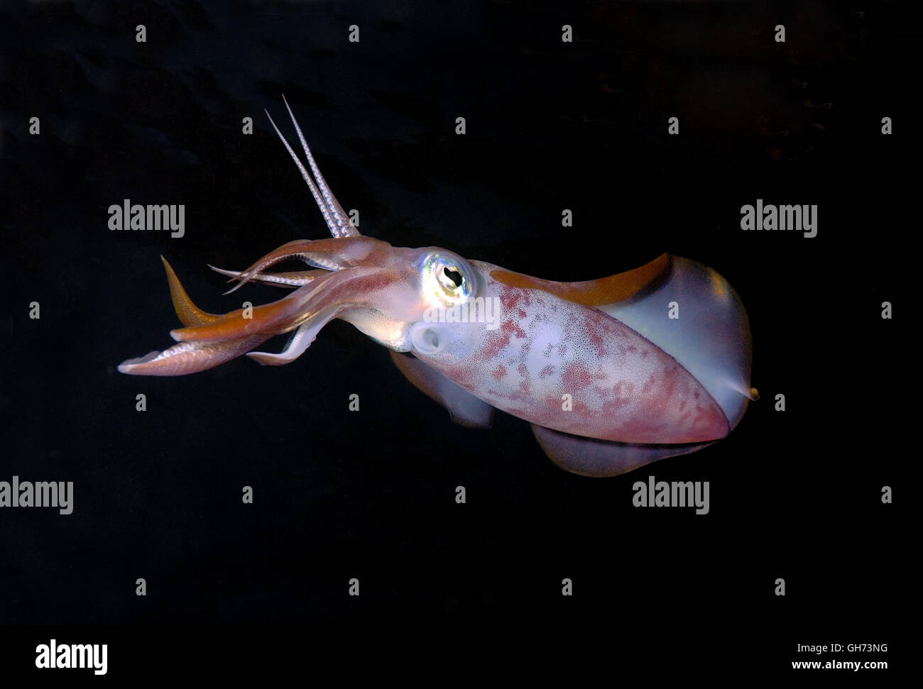 Bigfin reef squid, Inshore Squid or Oval squid (Sepioteuthis lessoniana ...