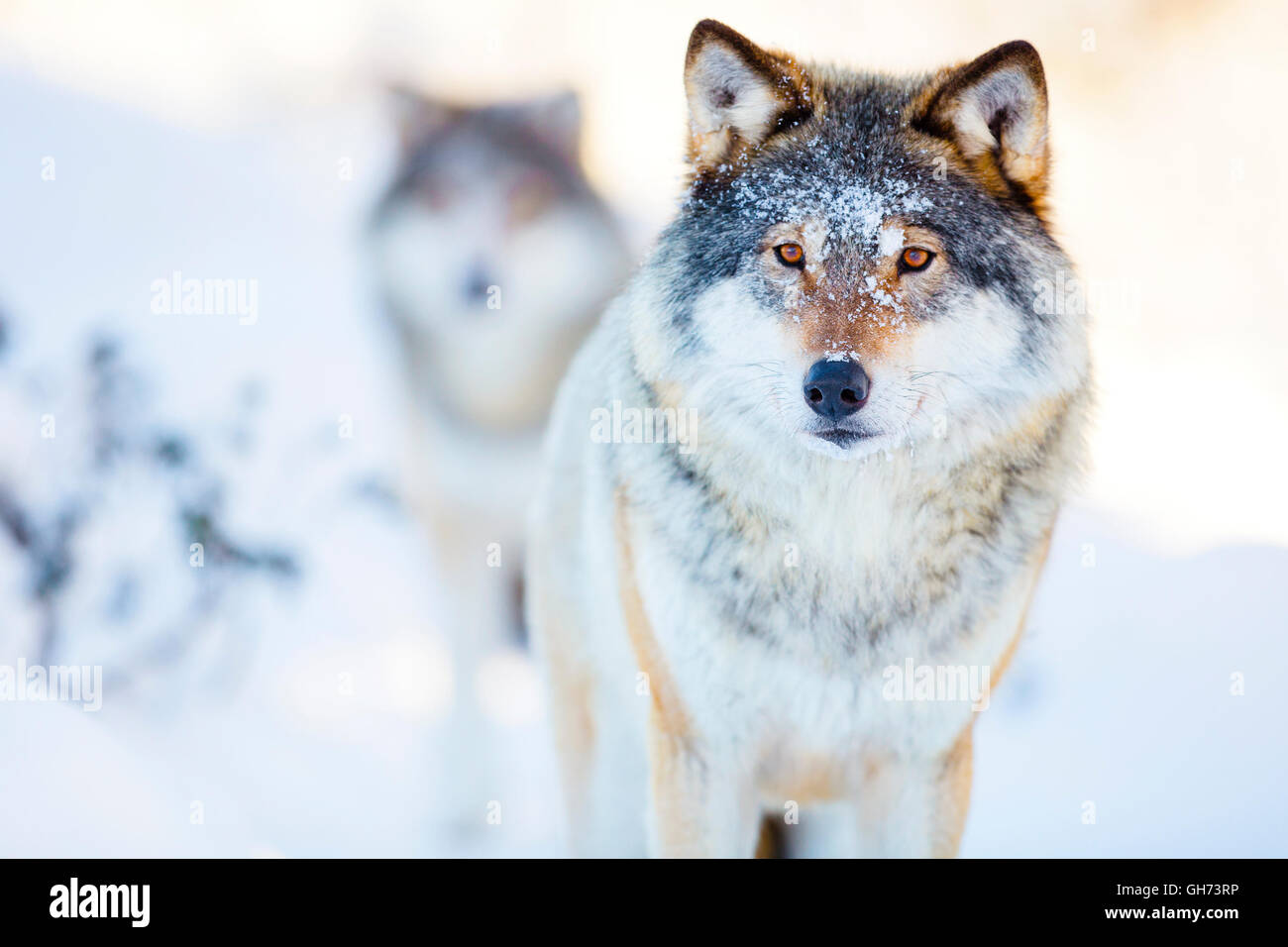 Two wolves in cold winter landscape Stock Photo - Alamy