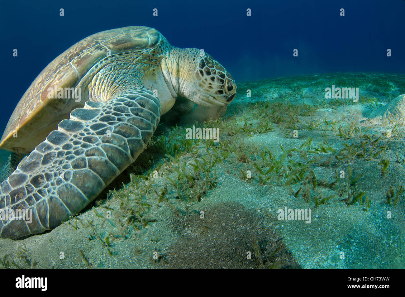 Sea turtle eating algae hi-res stock photography and images - Alamy