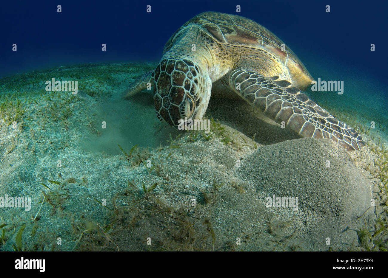Green sea turtle or Pacific green turtle (Chelonia mydas) eating sea ...
