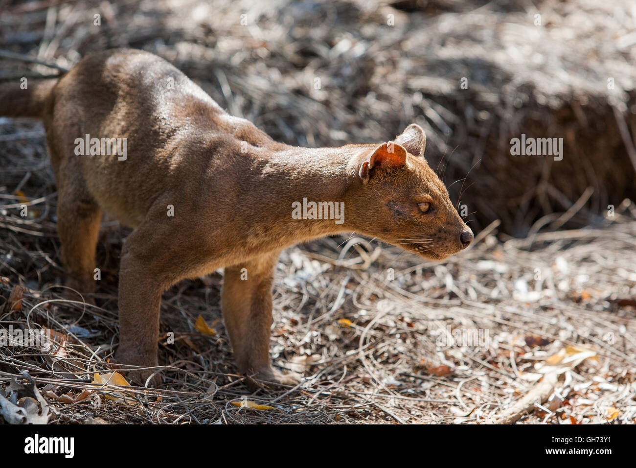 Fossa in kirindy forest hi-res stock photography and images - Alamy