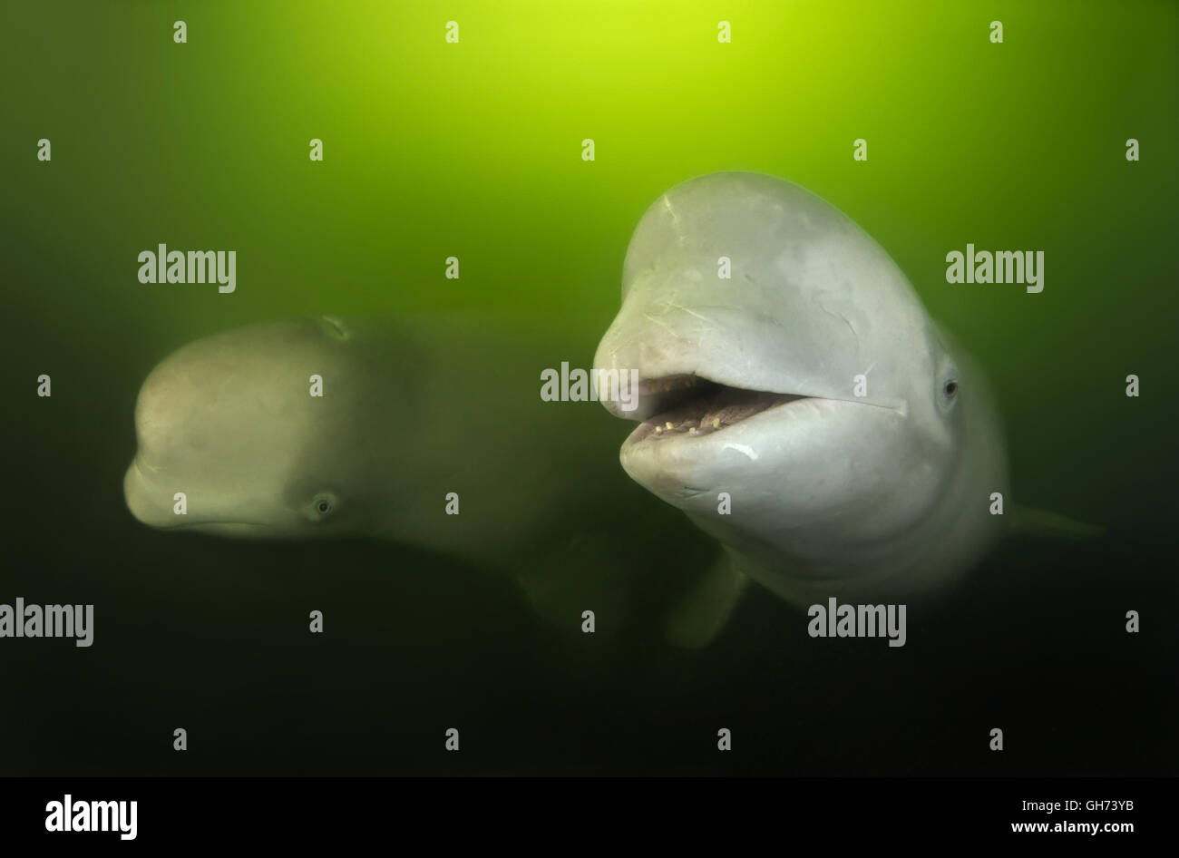 Delphinapterus leucas baby hi-res stock photography and images - Alamy