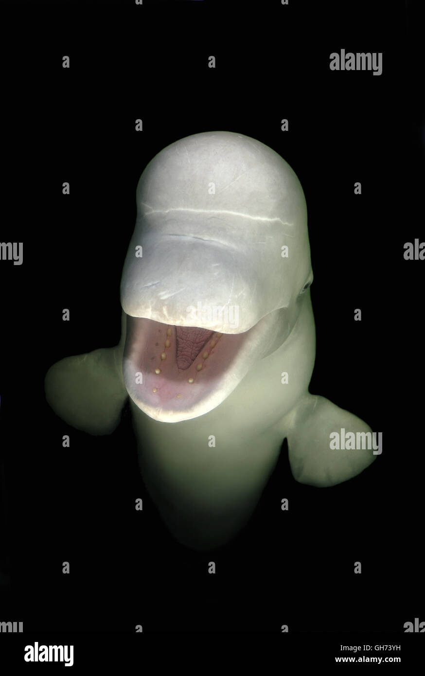 Baby beluga hi-res stock photography and images - Alamy