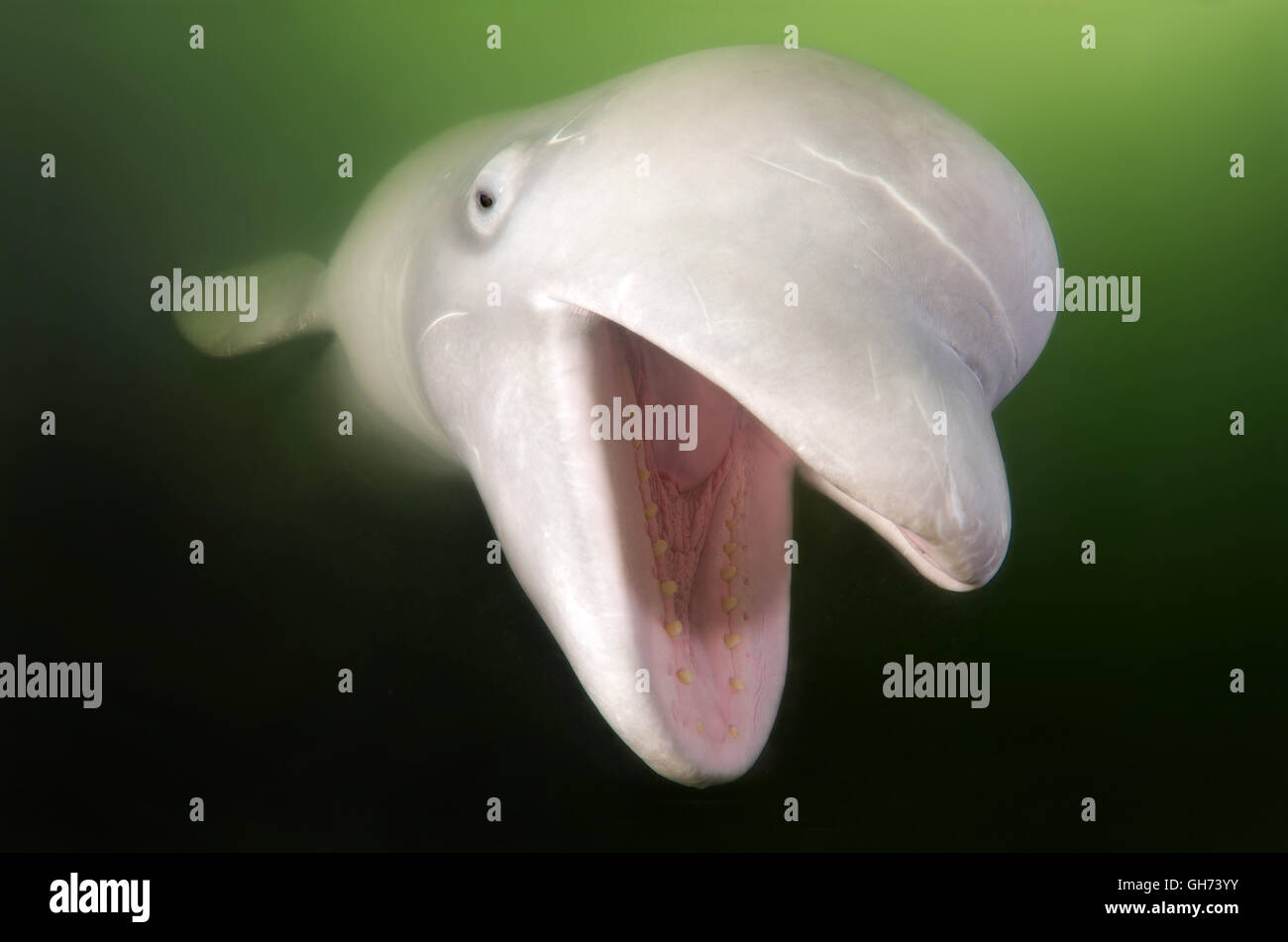 Beluga Whale Open Mouth Delphinapterus High Resolution Stock ...