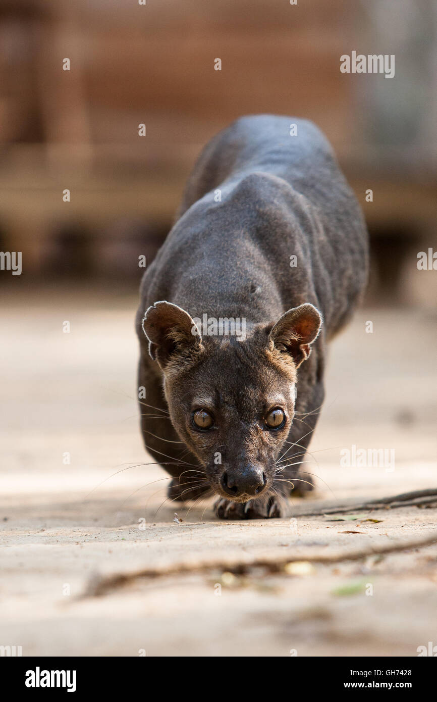 Fossa in kirindy forest hi-res stock photography and images - Alamy