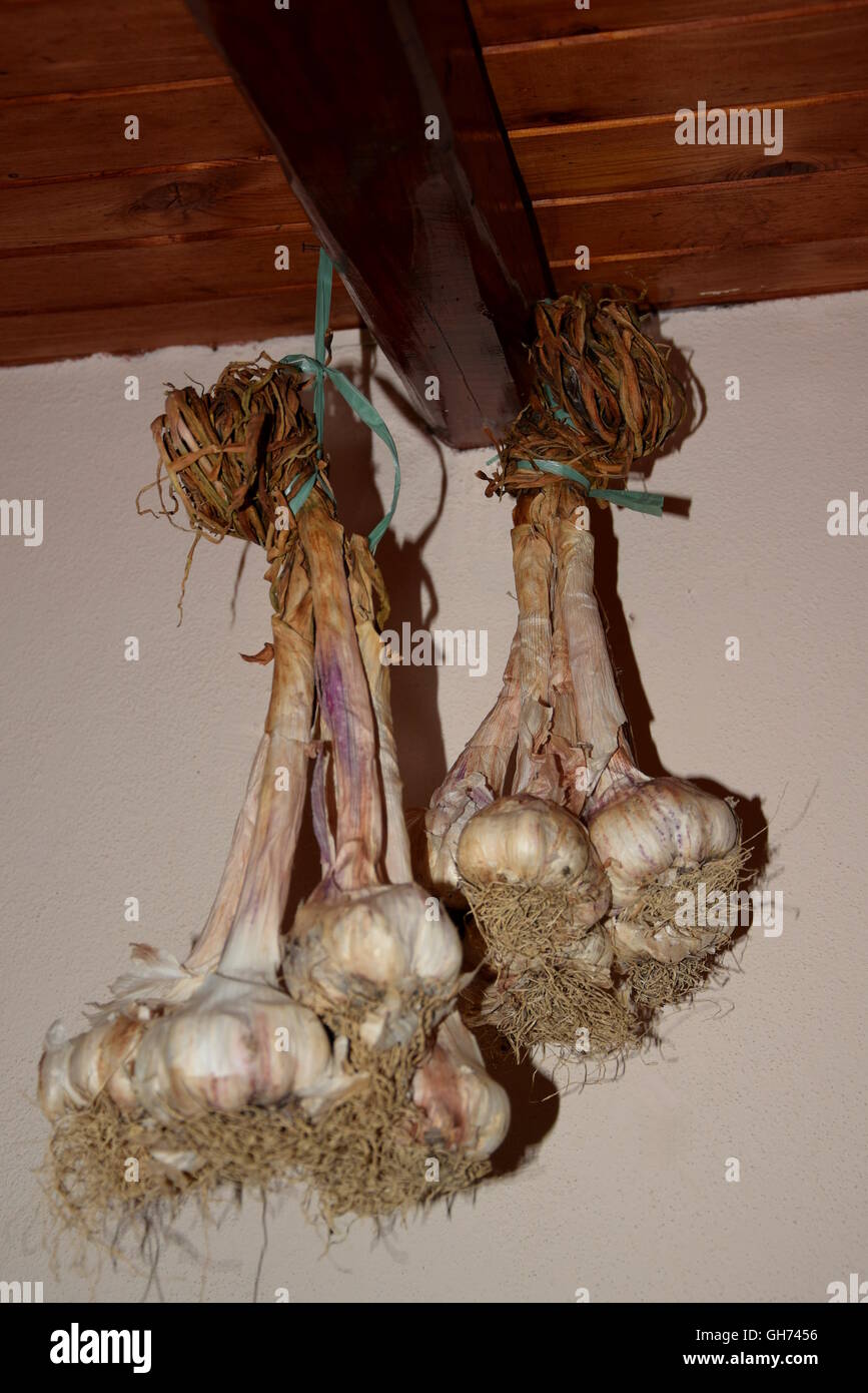 Raw garlic hanging on the wooden roof Stock Photo - Alamy