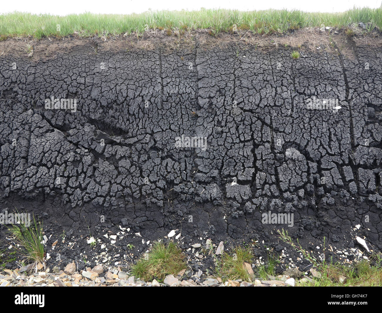 Section of bogland showing peat texture - Ireland Stock Photo - Alamy