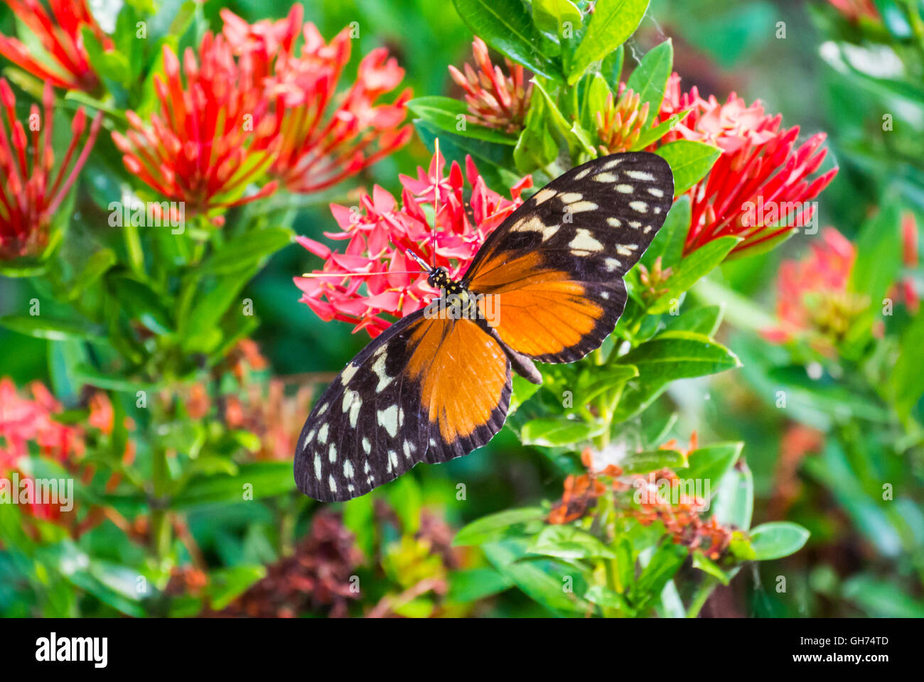 Tiger Longwing Costa Rica Central America Stock Photo - Alamy