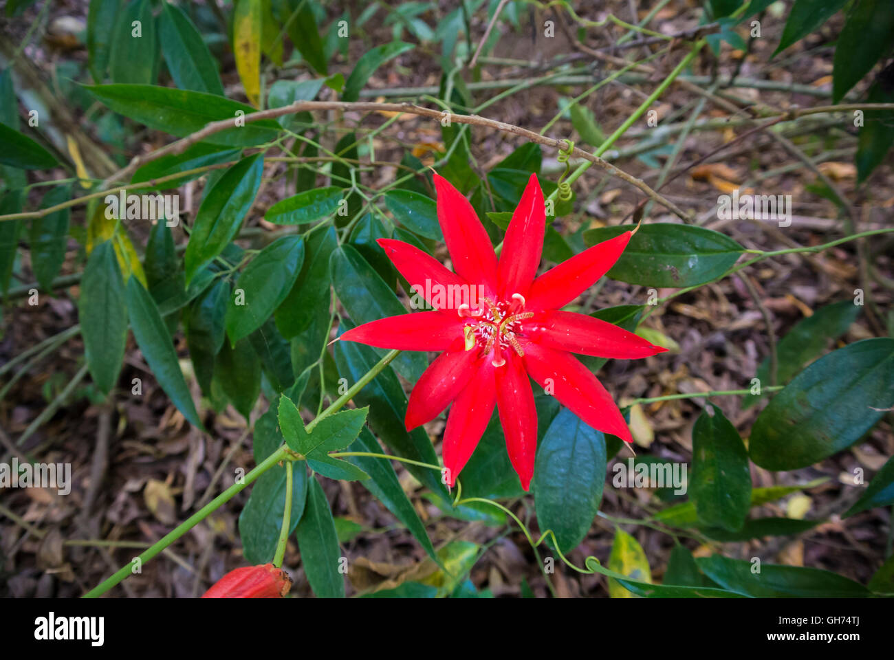 Scarlet Passion flower Passiflora coccinea Stock Photo - Alamy