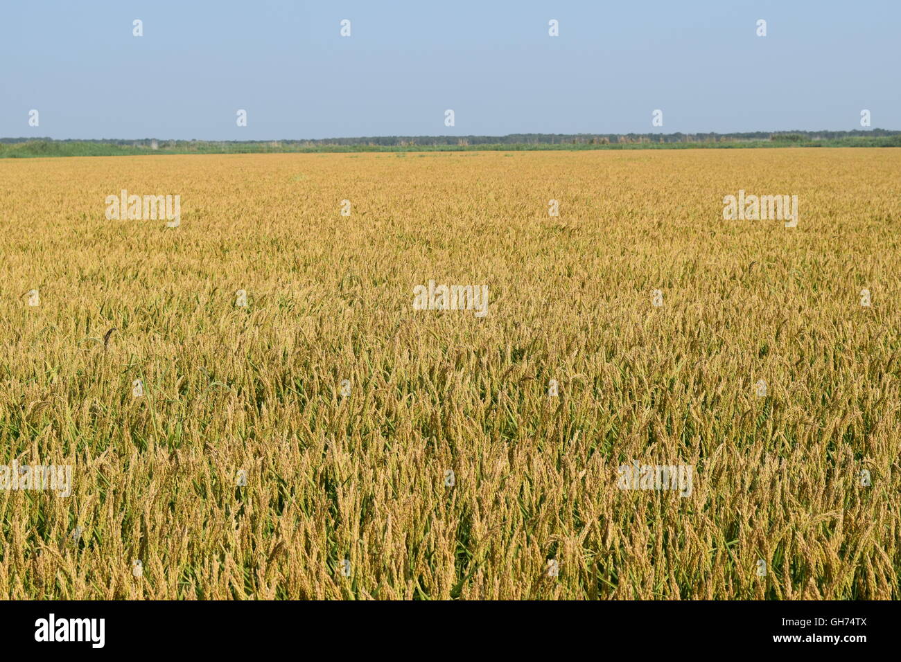 Field of rice in the rice paddies. Rice cultivation in temperate ...