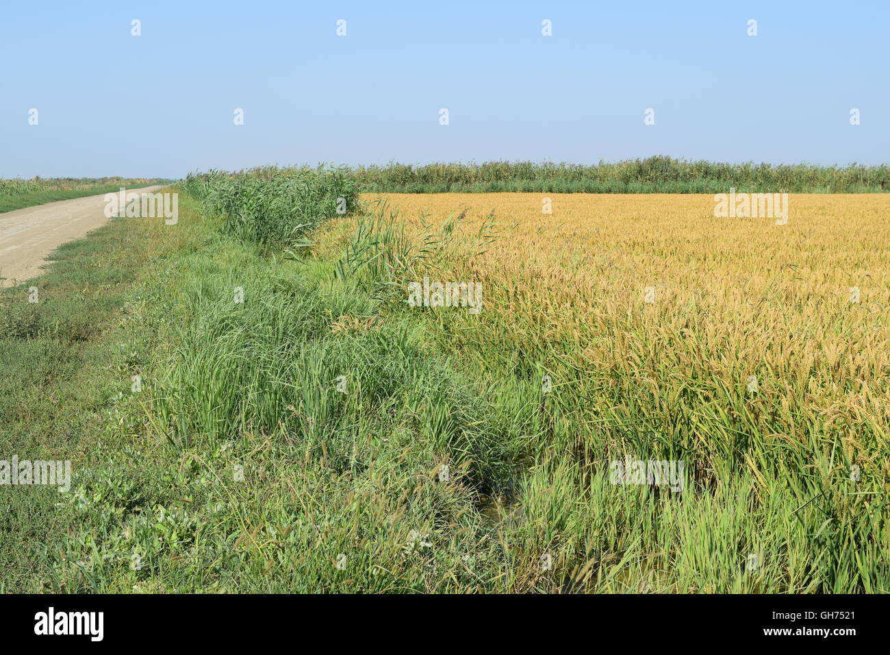 Field of rice in the rice paddies. Rice cultivation in temperate ...