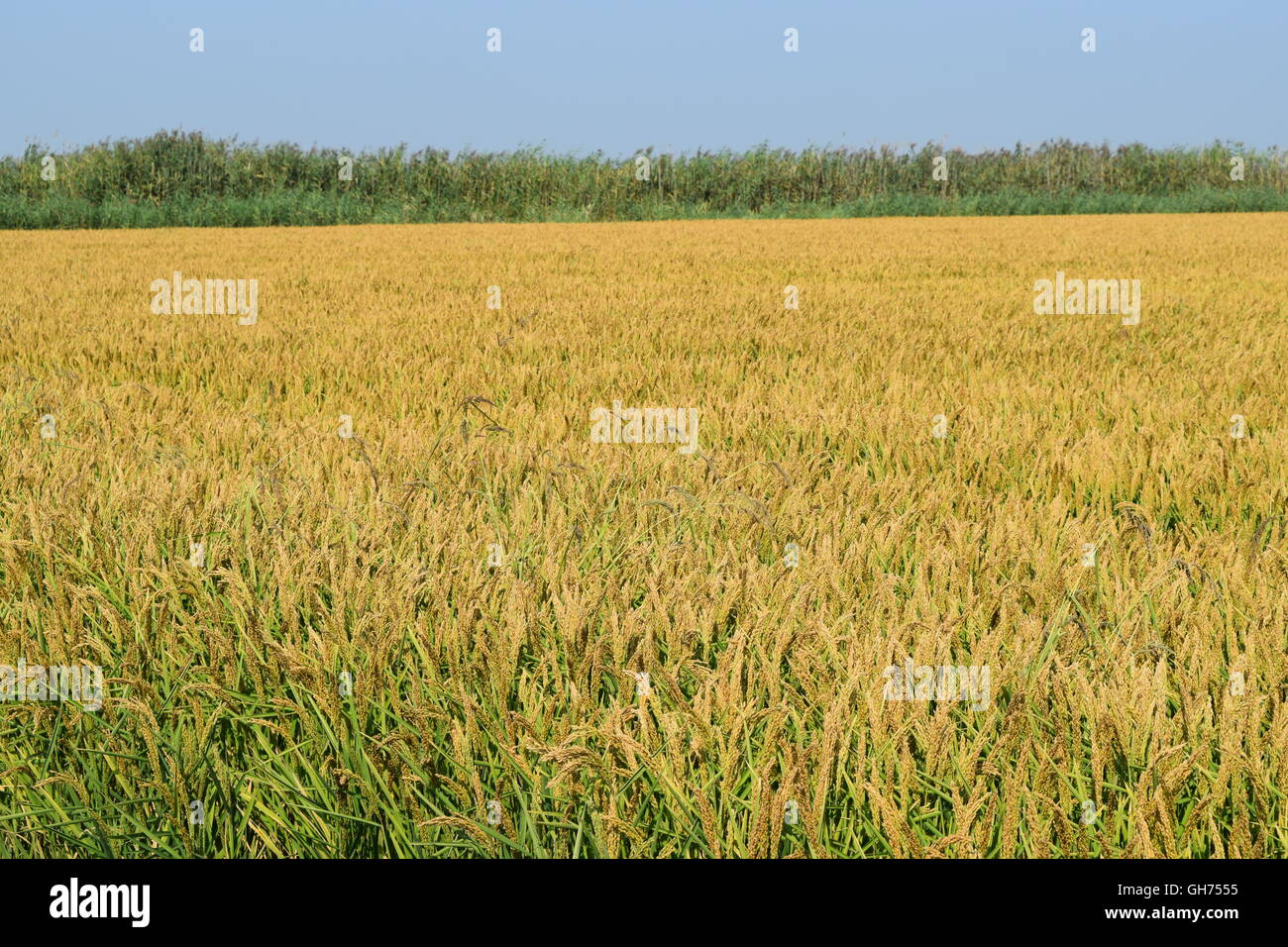 Field of rice in the rice paddies. Rice cultivation in temperate ...