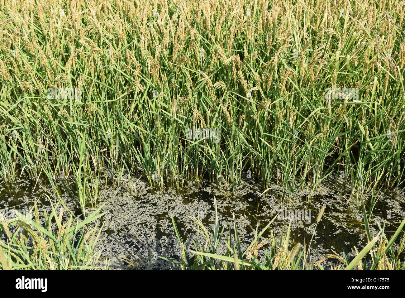 Rice paddies vegetable fields in hi-res stock photography and images ...