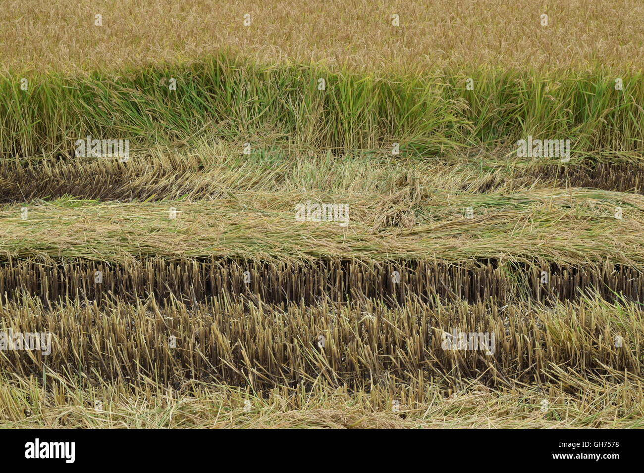 Field rice harvest began. Field of rice in the rice paddies. Rice ...