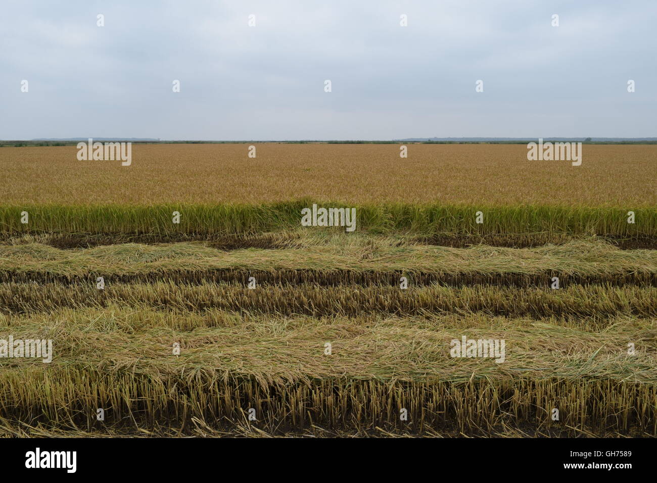 Field rice harvest began. Field of rice in the rice paddies. Rice ...